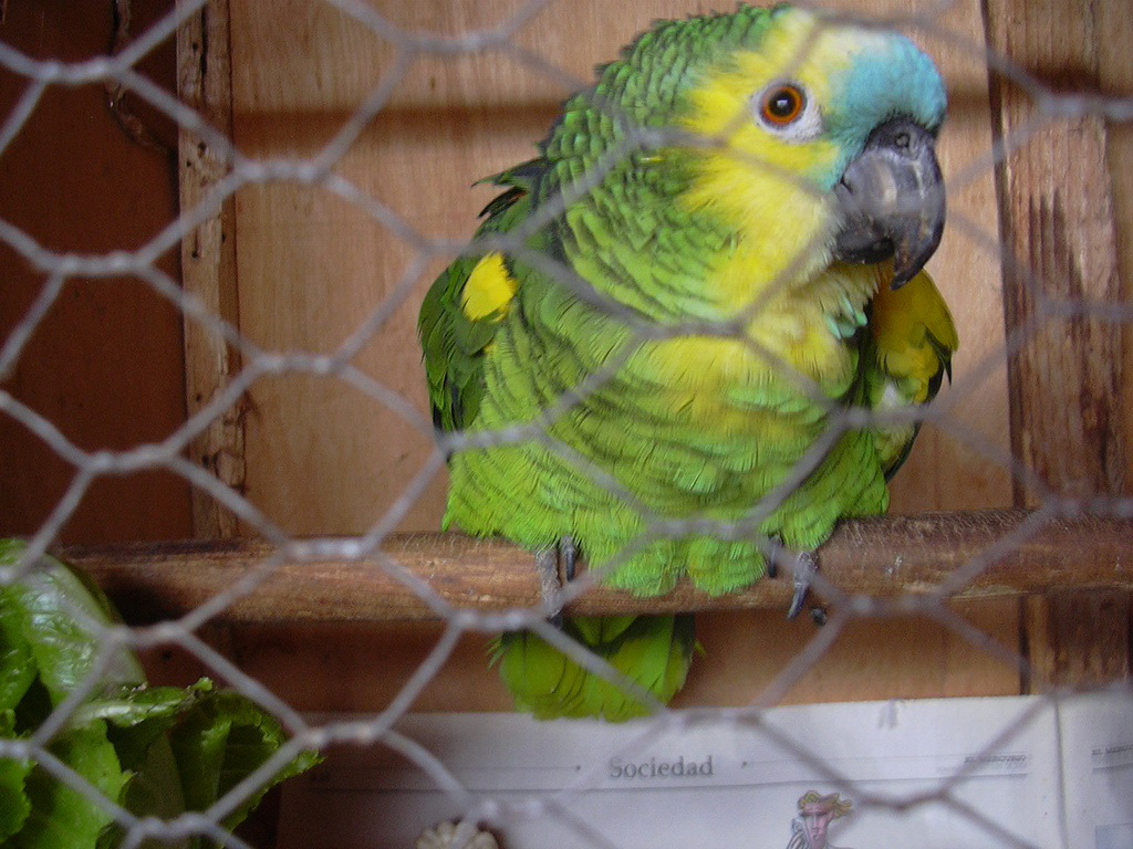 Loro delata a su dueño por conducir borracho — RadioActiva 92.5
