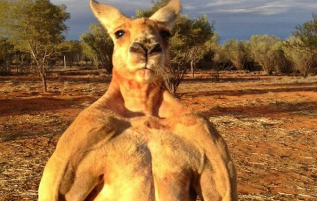 Conoce a Roger: el canguro musculoso — RadioActiva 92.5