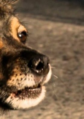 ¡Estamos de duelo! Murió el famoso perrito de lipigas — RadioActiva 92.5