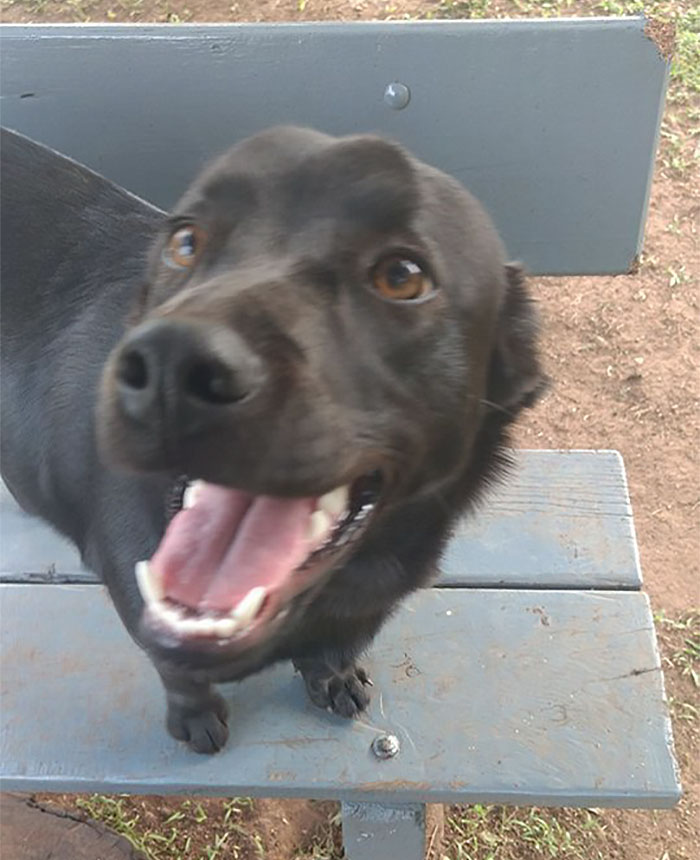 Un cachorro arrastra su manta fuera de su casa para que un perro sin ...