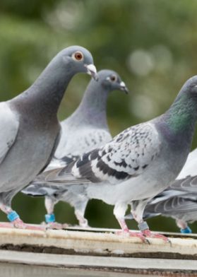 Las fotos que demuestran que las palomas se sientan igual que nosotros