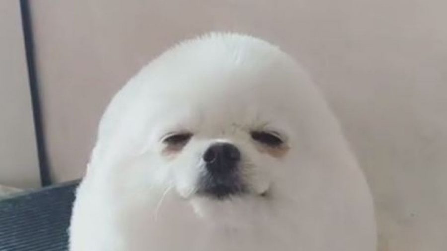 Conoce a "PomPom", el tierno perrito que saltó a la fama por parecer ...