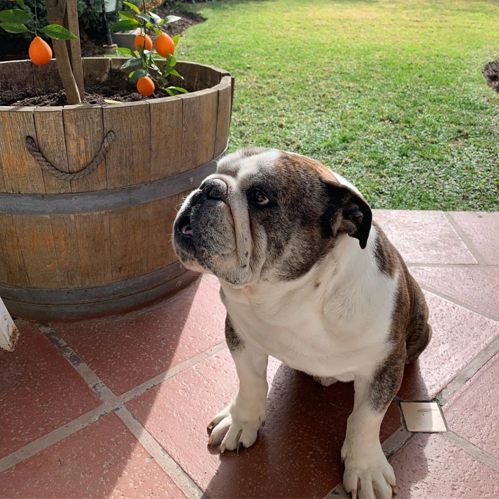 Gonzalo Ramírez contó la historia de “Blanco”, el perrito que ...