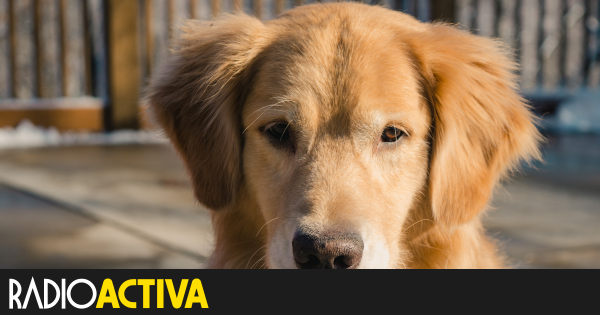 Perrito robó el micrófono a una periodista en programa en vivo ...