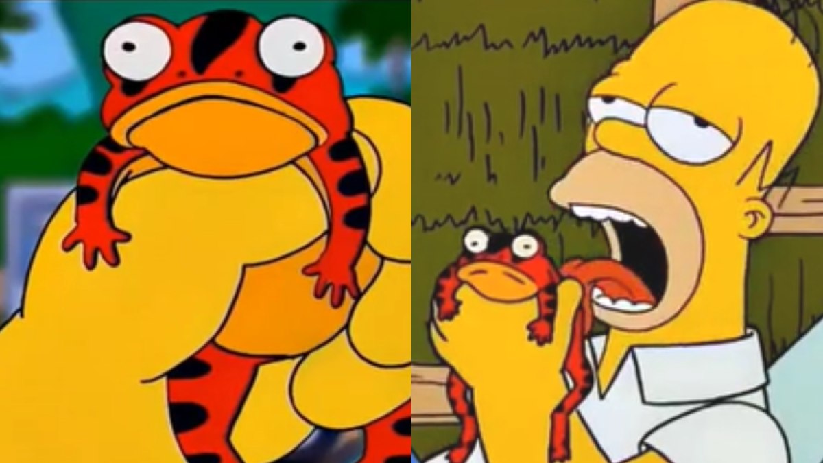 Piden no lamer el sapo: anfibio alucinógeno enciende las alarmas en la ...